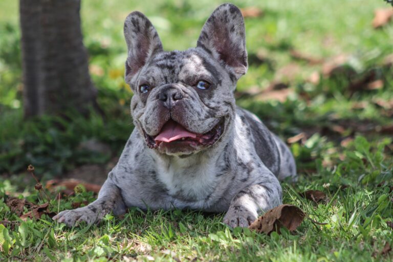 Bulldog Francés