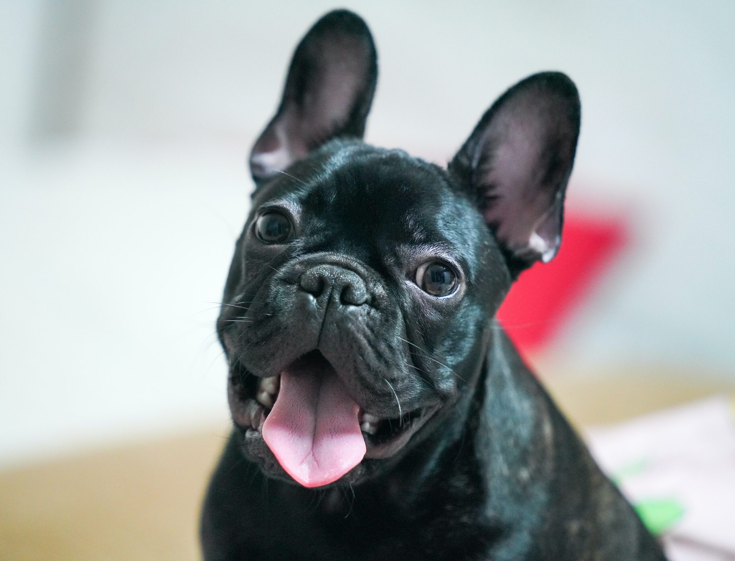 Bulldog Francés