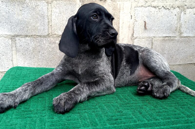 Lindos pug machitos | Chuchos.gt