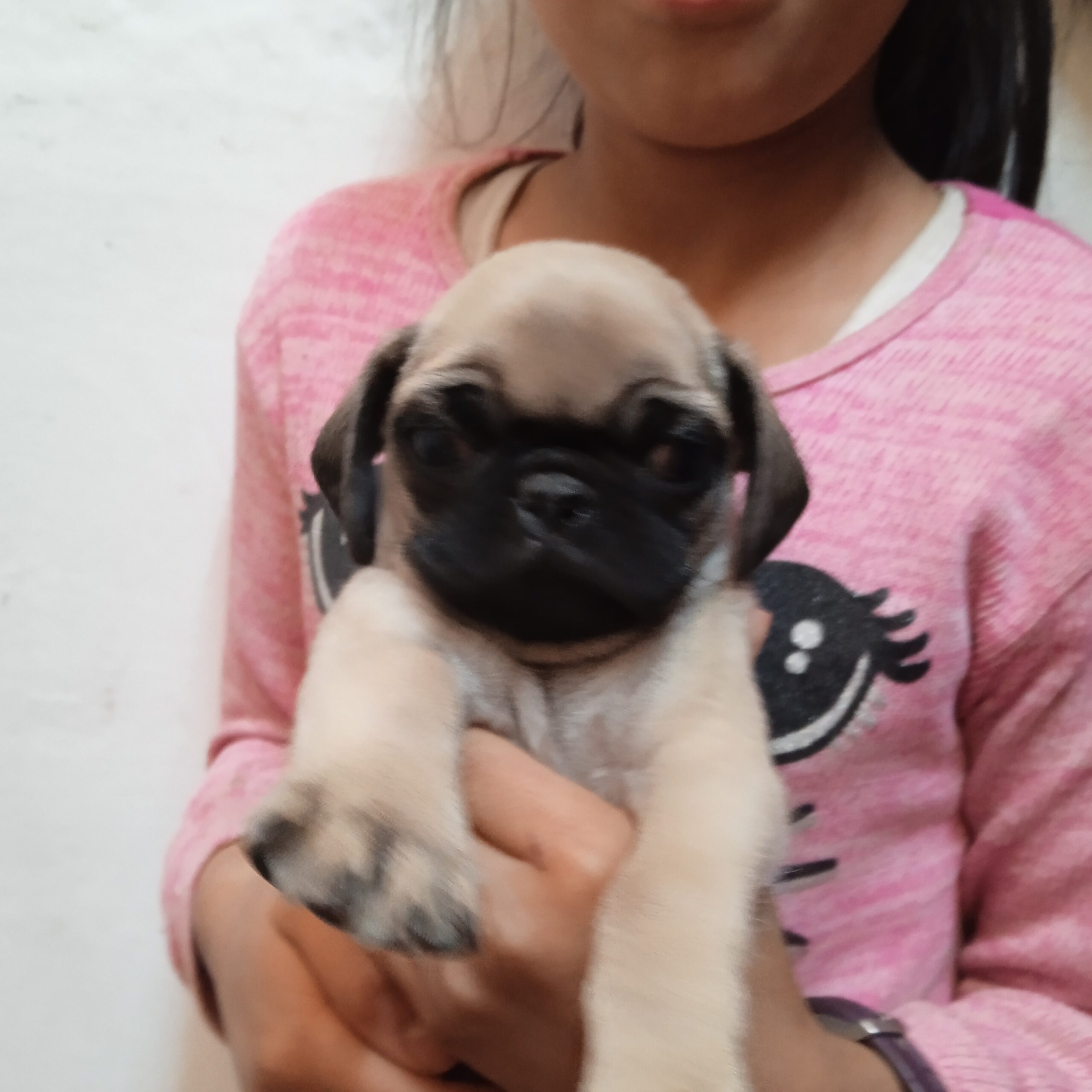 Lindos pug machitos | Chuchos GT