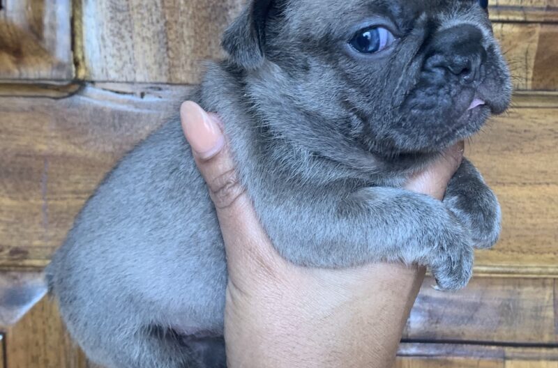 Perros En Guatemala | Chuchos.gt