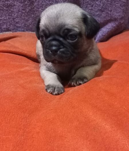 Perros En Guatemala | Chuchos.gt