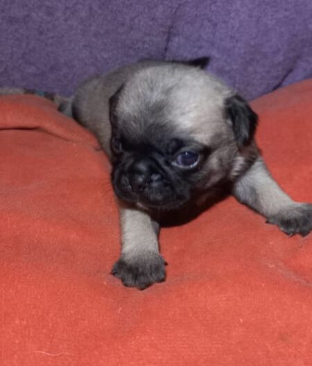 Lindos pug machitos | Chuchos.gt