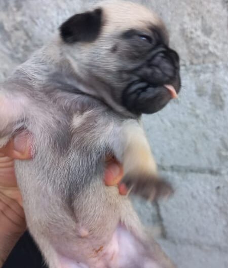Lindos pug machitos | Chuchos.gt