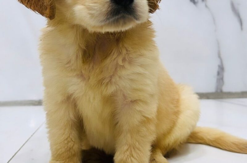 Perros En Guatemala | Chuchos.gt