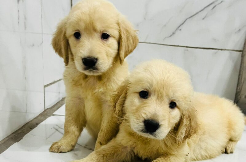 Perros En Guatemala | Chuchos.gt