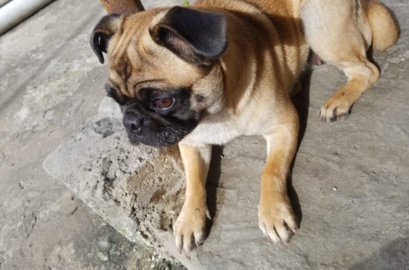 Lindos pug machitos | Chuchos.gt