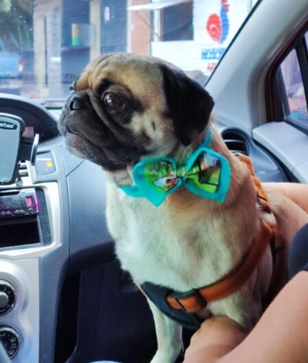 Lindos pug machitos | Chuchos.gt