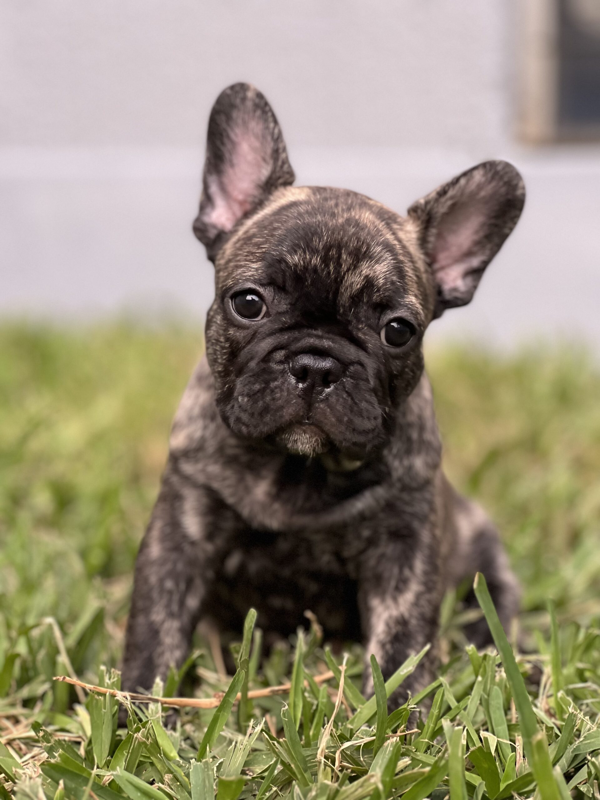 Cachorro Bulldog Frances | Chuchos GT