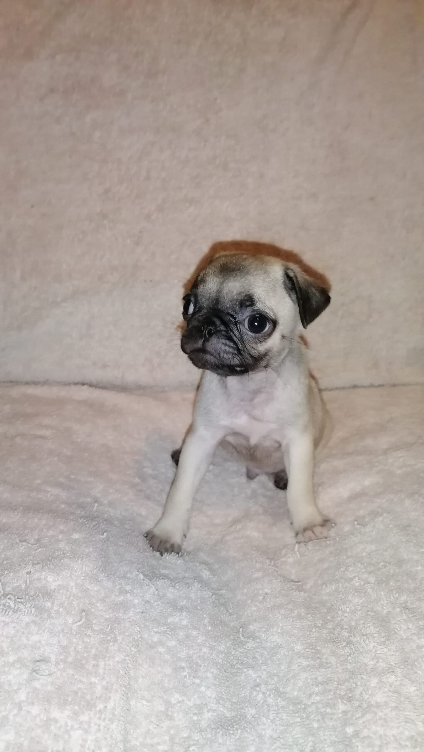 Pug | Chuchos GT
