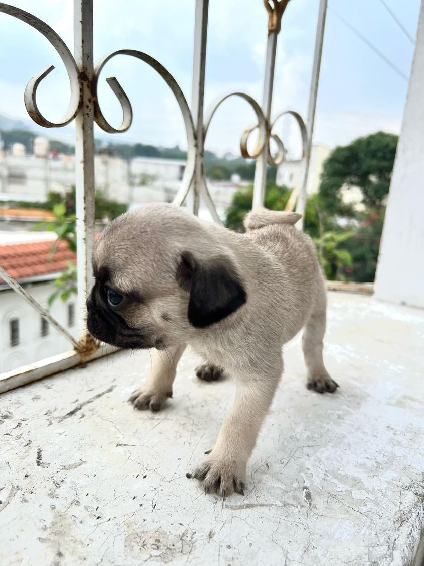 Pug | Chuchos GT