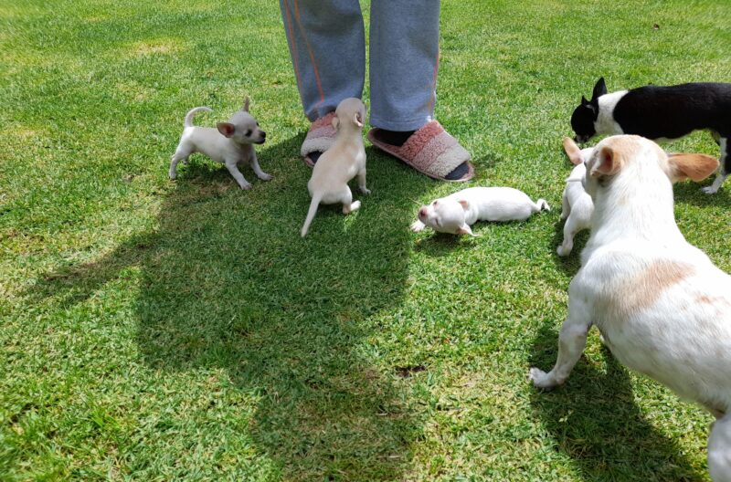 Lindos pug machitos | Chuchos.gt