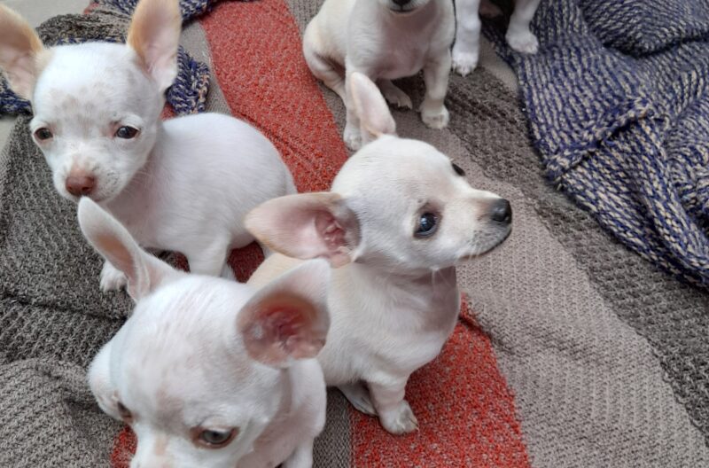 Lindos pug machitos | Chuchos.gt