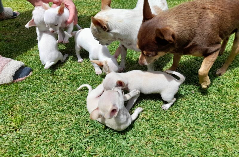 Lindos pug machitos | Chuchos.gt