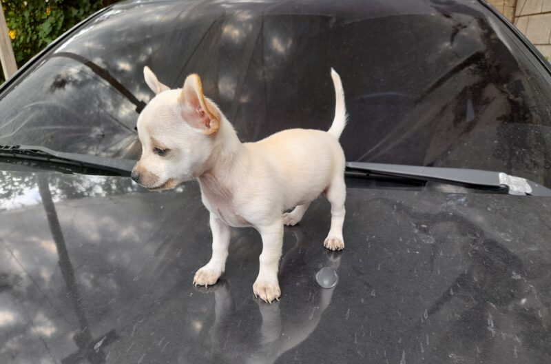 Lindos pug machitos | Chuchos.gt