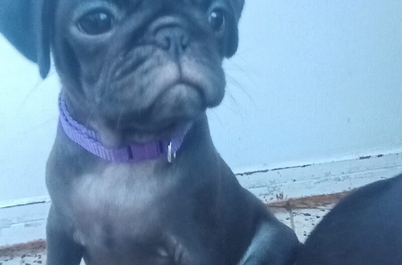 Pug negro | Chuchos GT