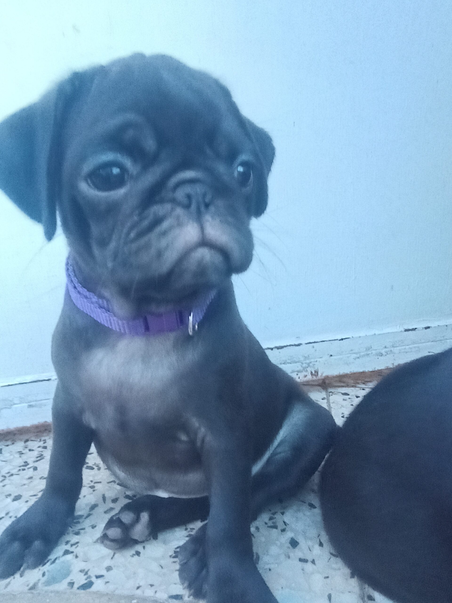 Pug negro | Chuchos GT