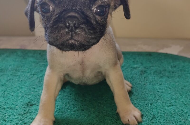 Pugs Atigrados Color Exotico | Chuchos GT