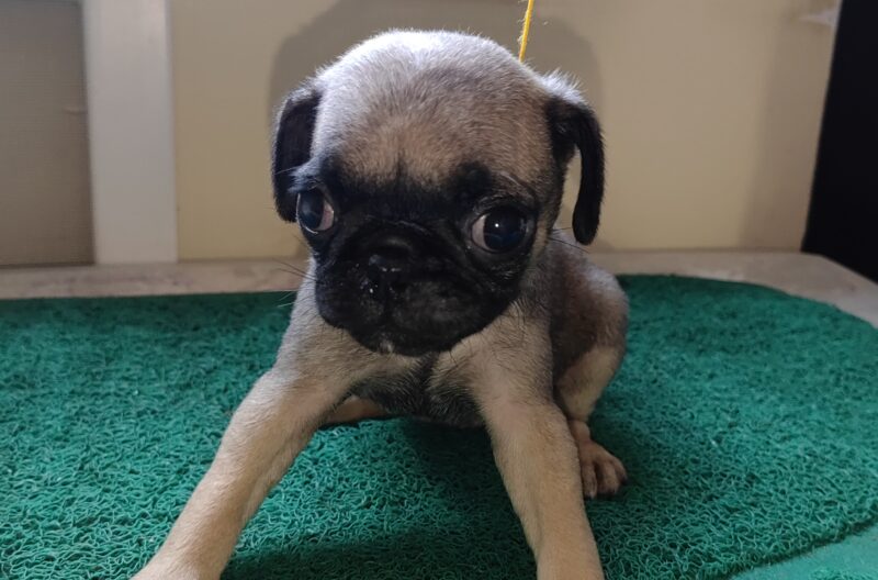 Pug 3 meses | Chuchos GT