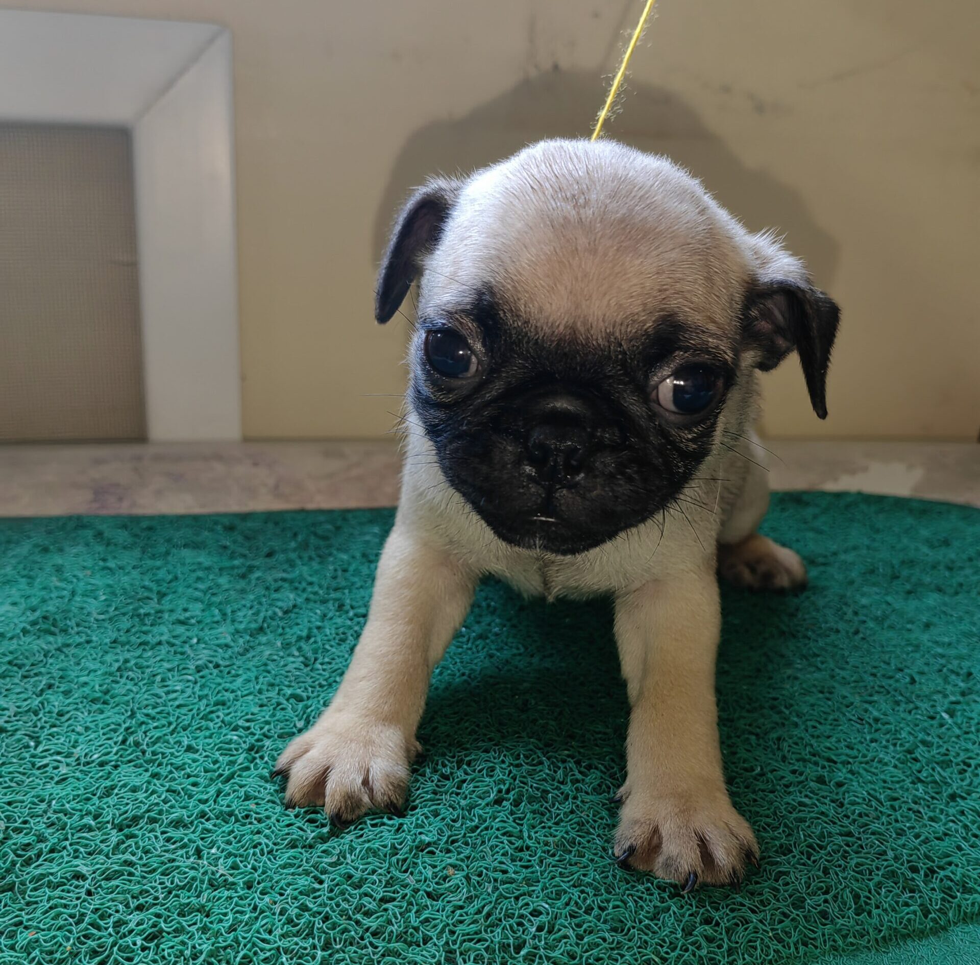 Cachorros pug | Chuchos GT