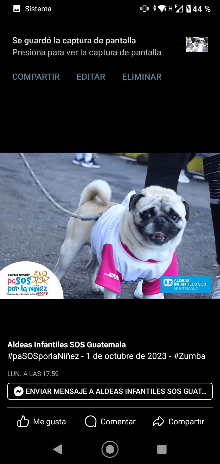 Pug macho busca hembra | Chuchos GT
