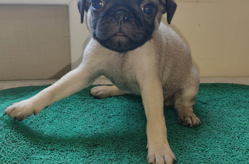 Pug 3 meses | Chuchos GT