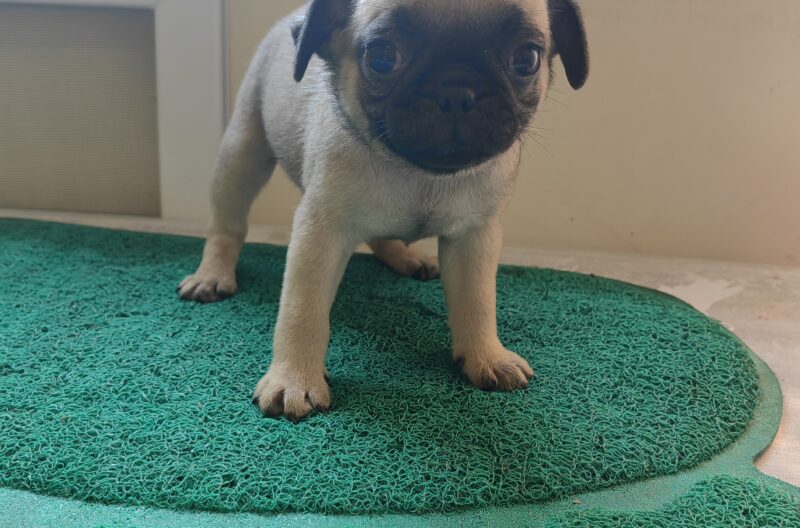 Pug 3 meses | Chuchos GT