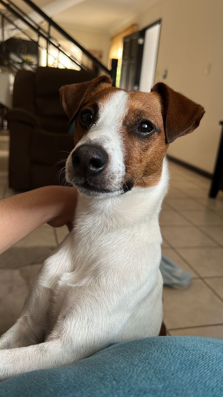 Busco hembra para monta de jack russell terrier | Chuchos GT