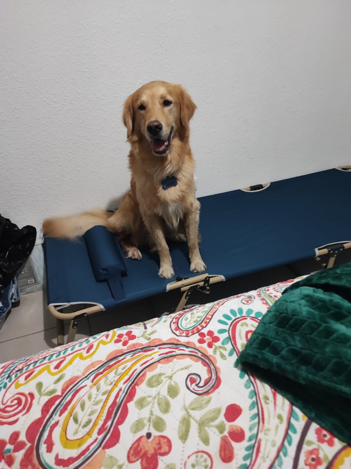 Busco novia | Chuchos GT