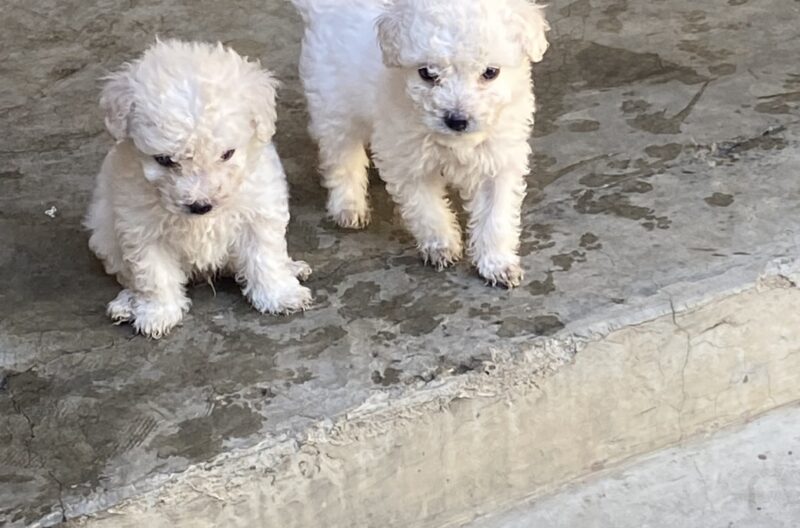 Perros En Guatemala | Chuchos.gt