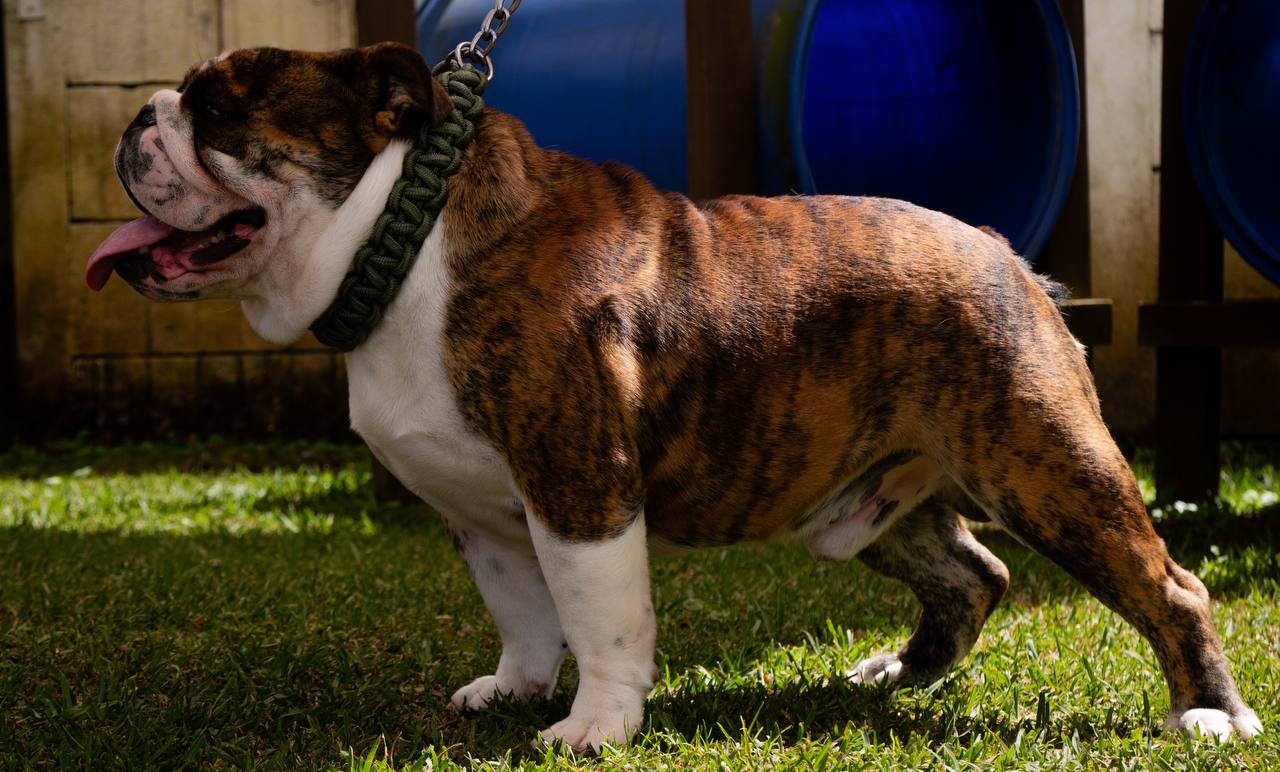 Hermoso bulldog inglés | Chuchos GT