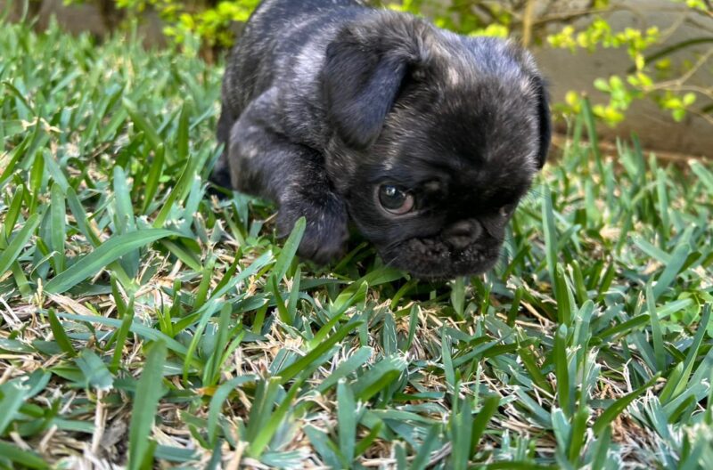 Lindos pug machitos | Chuchos GT