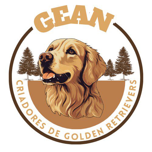 Cachorro Golden Retriever | Chuchos GT