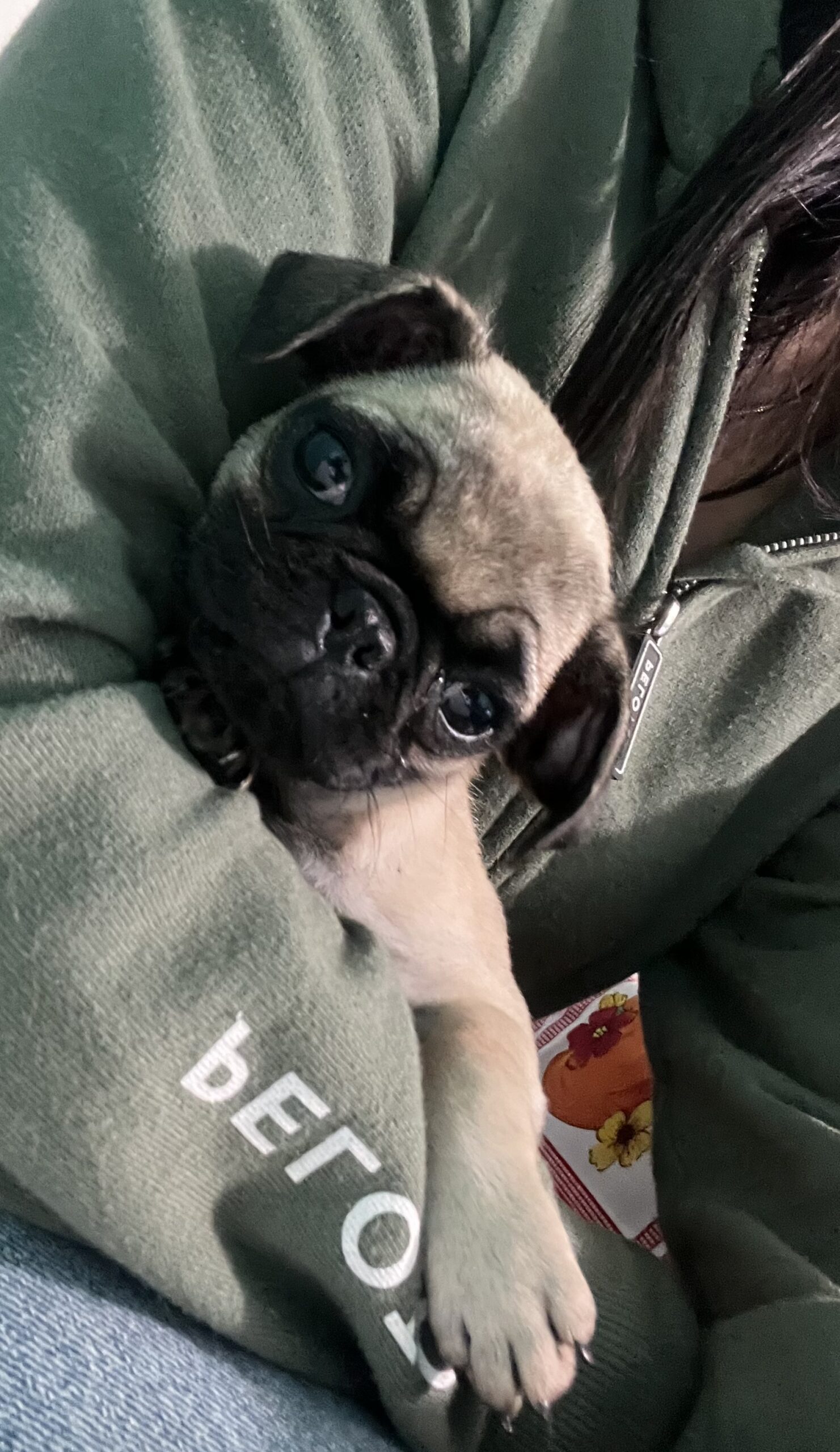 Pug 3 meses | Chuchos.gt