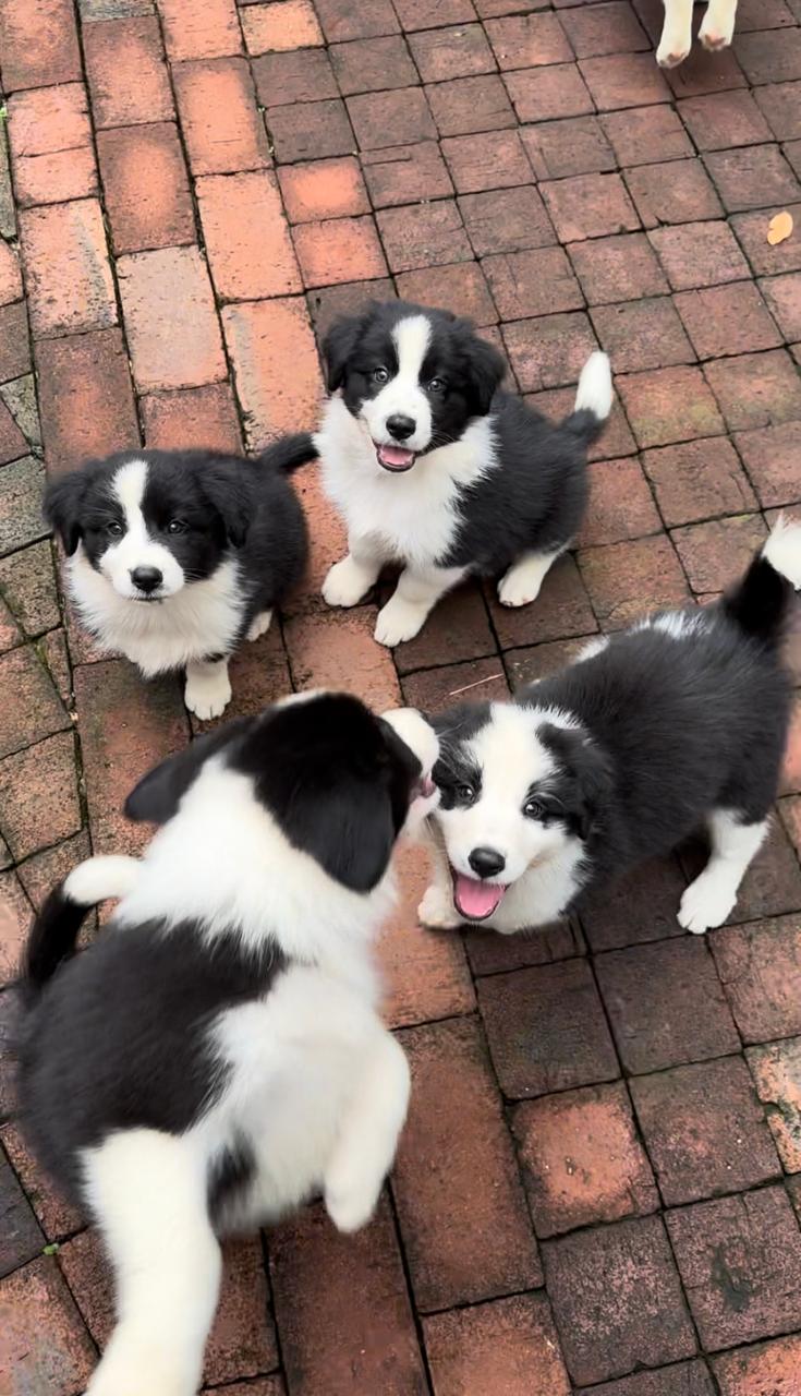 Cachorros Border Collie | Chuchos GT