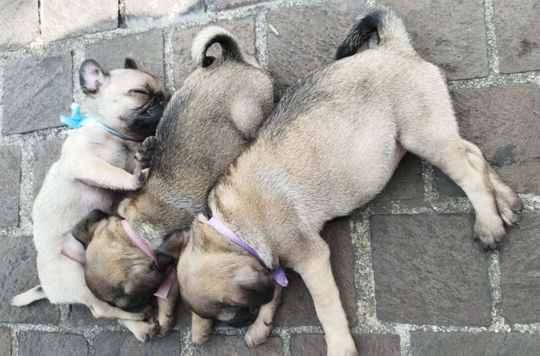 Cachorros pug | Chuchos GT