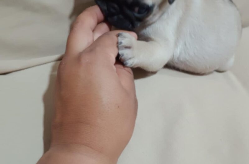 Lindos pug machitos | Chuchos GT