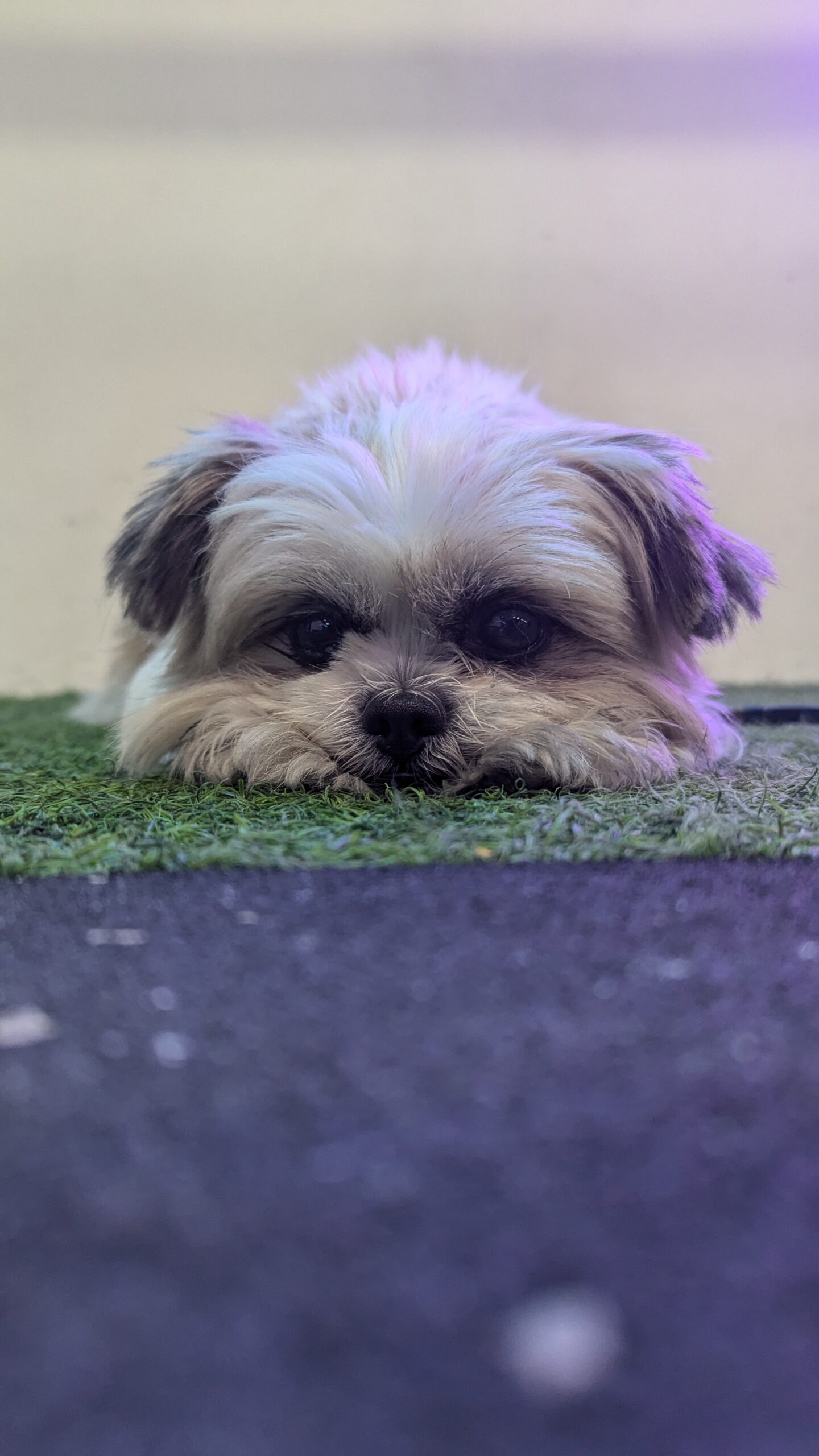 Archie Busca Novia Shih Tzu o Pomeranian... O Mescladas! | Chuchos GT