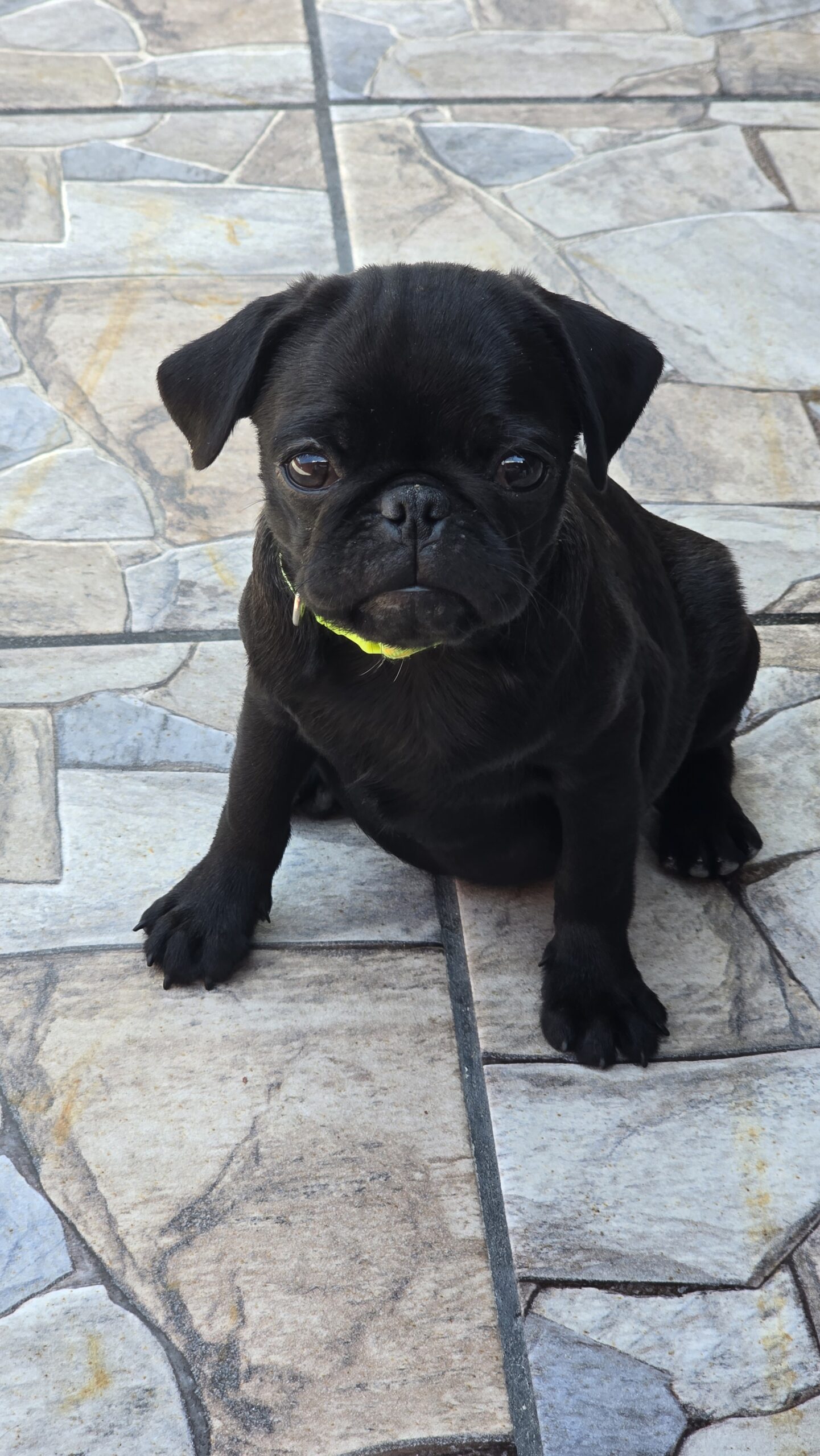 PUG CACHORROS | Chuchos GT