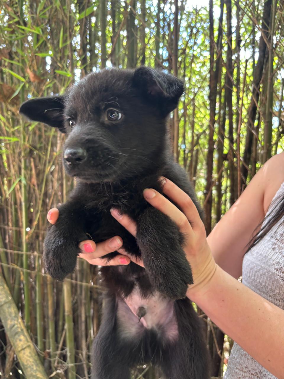 Calupoh - Perro lobo mexicano | Chuchos GT