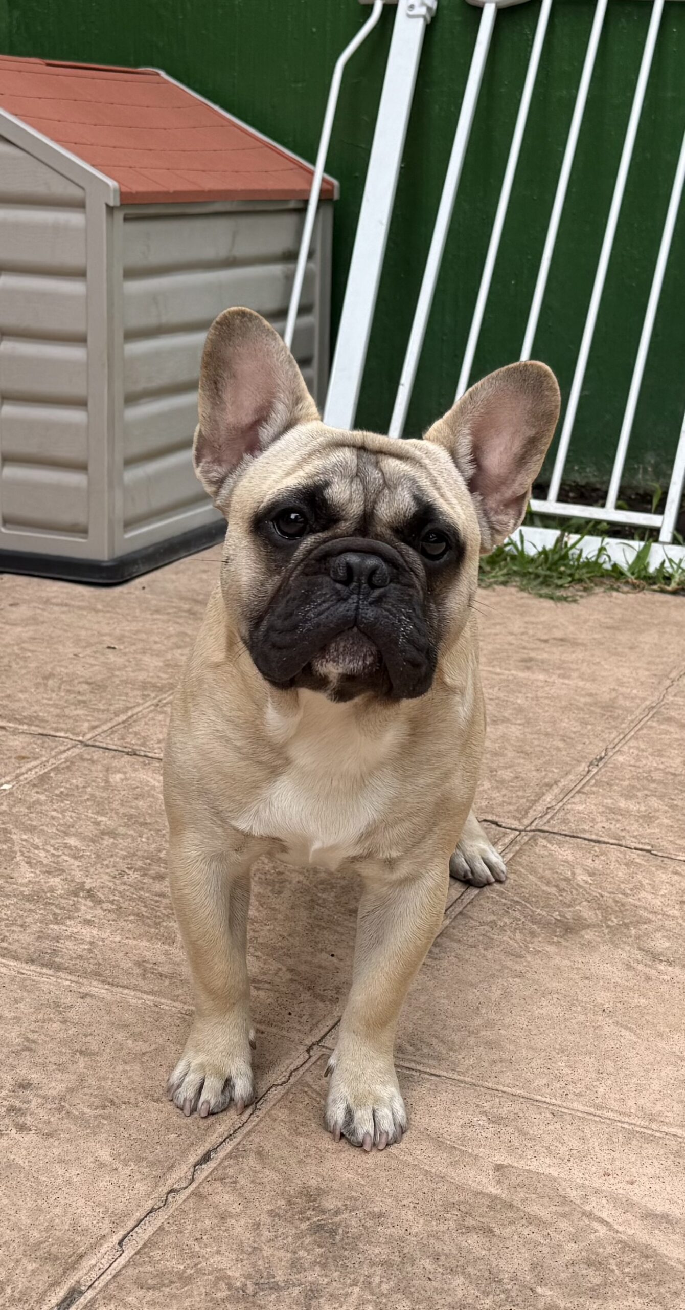 Bulldog Francés | Chuchos GT