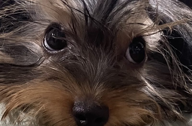 Yorkshire Terrier | Chuchos GT
