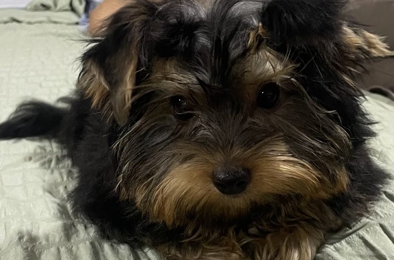 Yorkshire Terrier | Chuchos GT