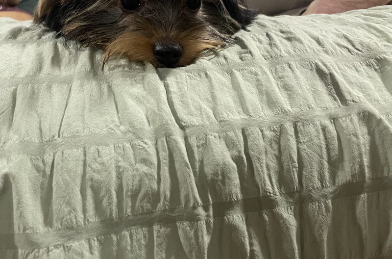 Yorkshire Terrier | Chuchos GT