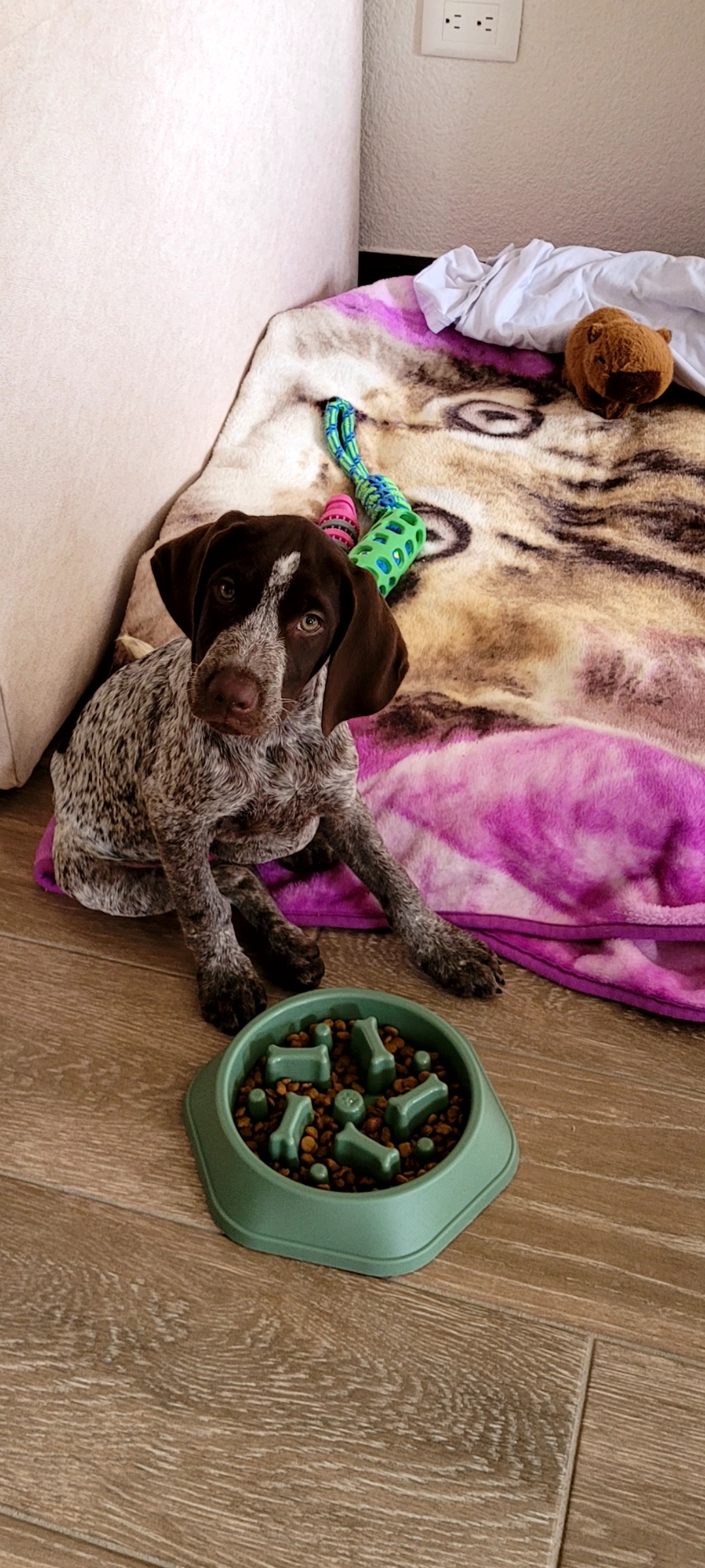 🐾 BRACO ALEMÁN HEMBRA | Chuchos GT